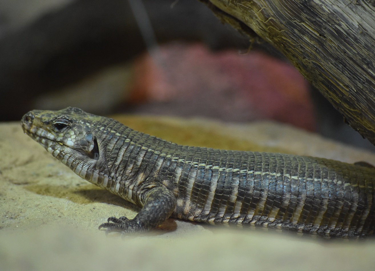 ZOOTOGRAFIANDO (5.836 ANIMALS): LAGARTO GIGANTE PLATEADO / GIANT PLATED ...