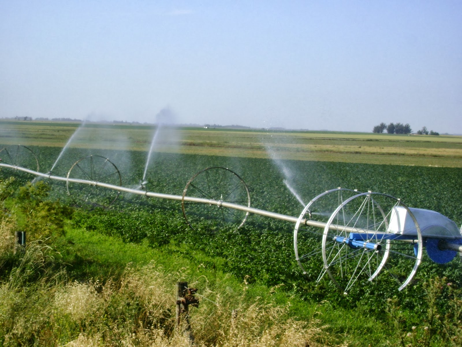 "RIEGOS" (BALCARCE): WADE RAIN