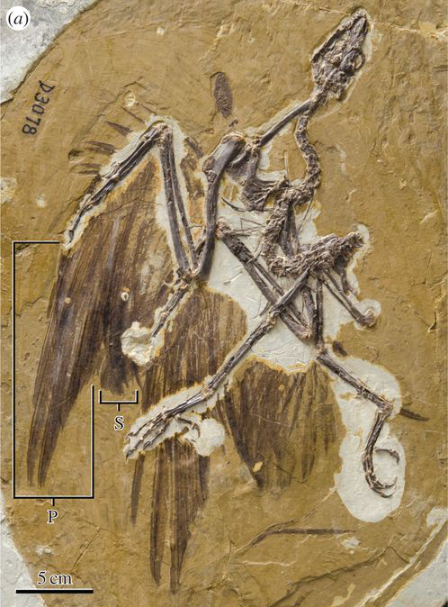 Raptormaniacs: Soaring with Sapeornis