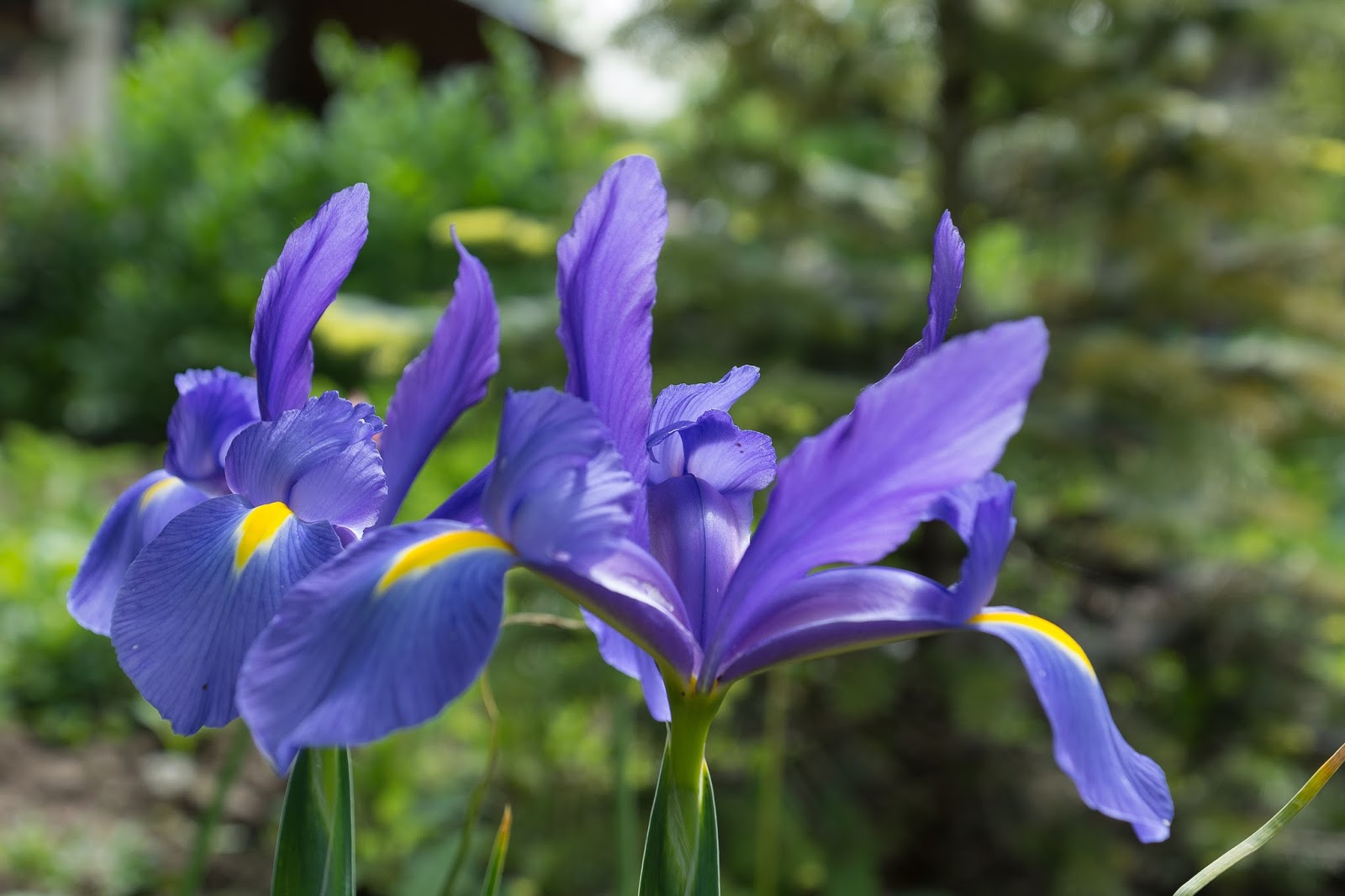 cele patru anotimpuri: Stânjenei
