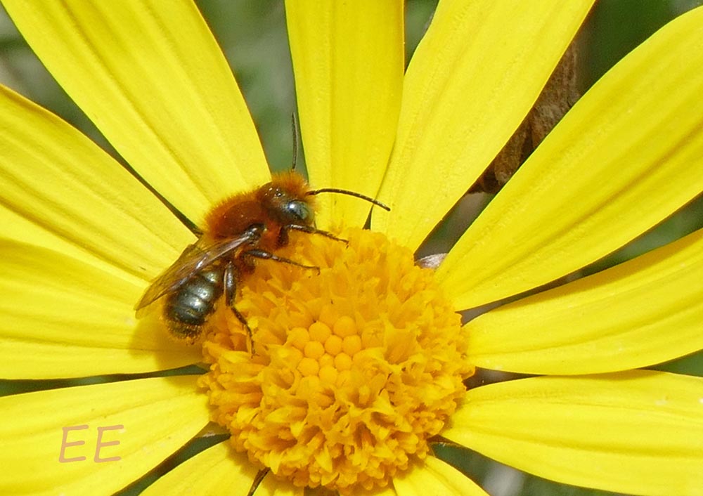 Mallorca es así también: Insectos de primavera en el jardín