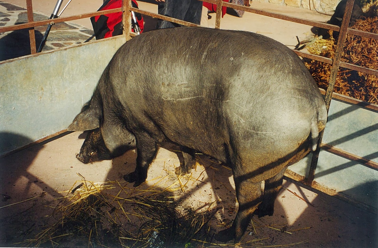 Valdelageve: La matanza