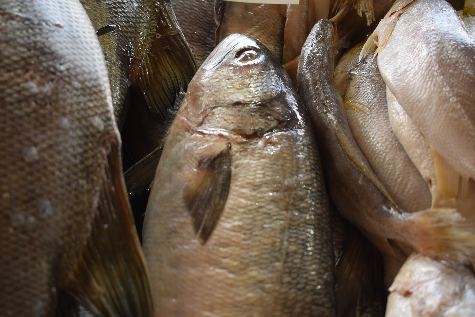10 peixes sazonais excelentes para cozinhar 🐠