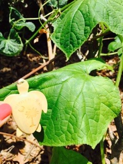 Ap Biology Blog: 8. Cuticle Layer of a Plant