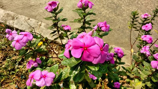 Suman Dhawa: Image of a Random Flower