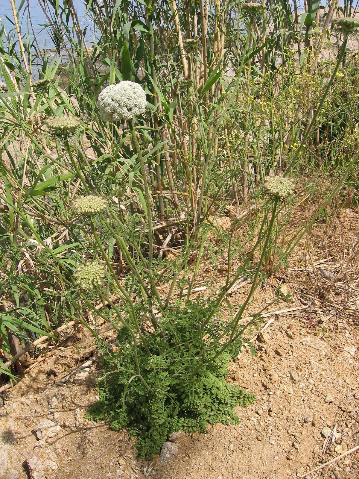 Variety of Life: Apiaceae