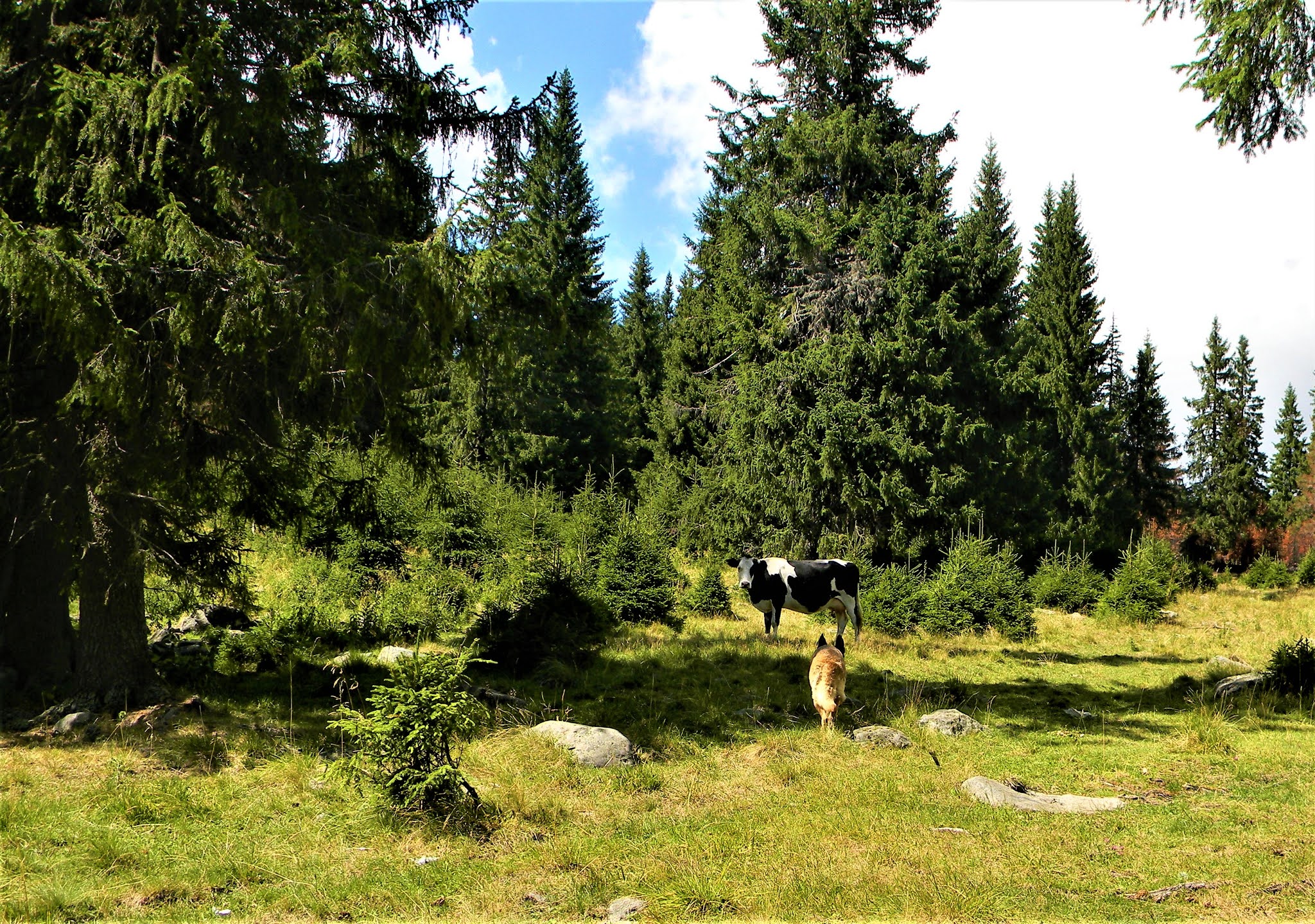 Traseu 6: Toplita - Lacul Iezer/Rezervatia Calimani (traseu off-road)