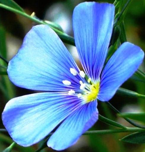 National Flower of Belarus