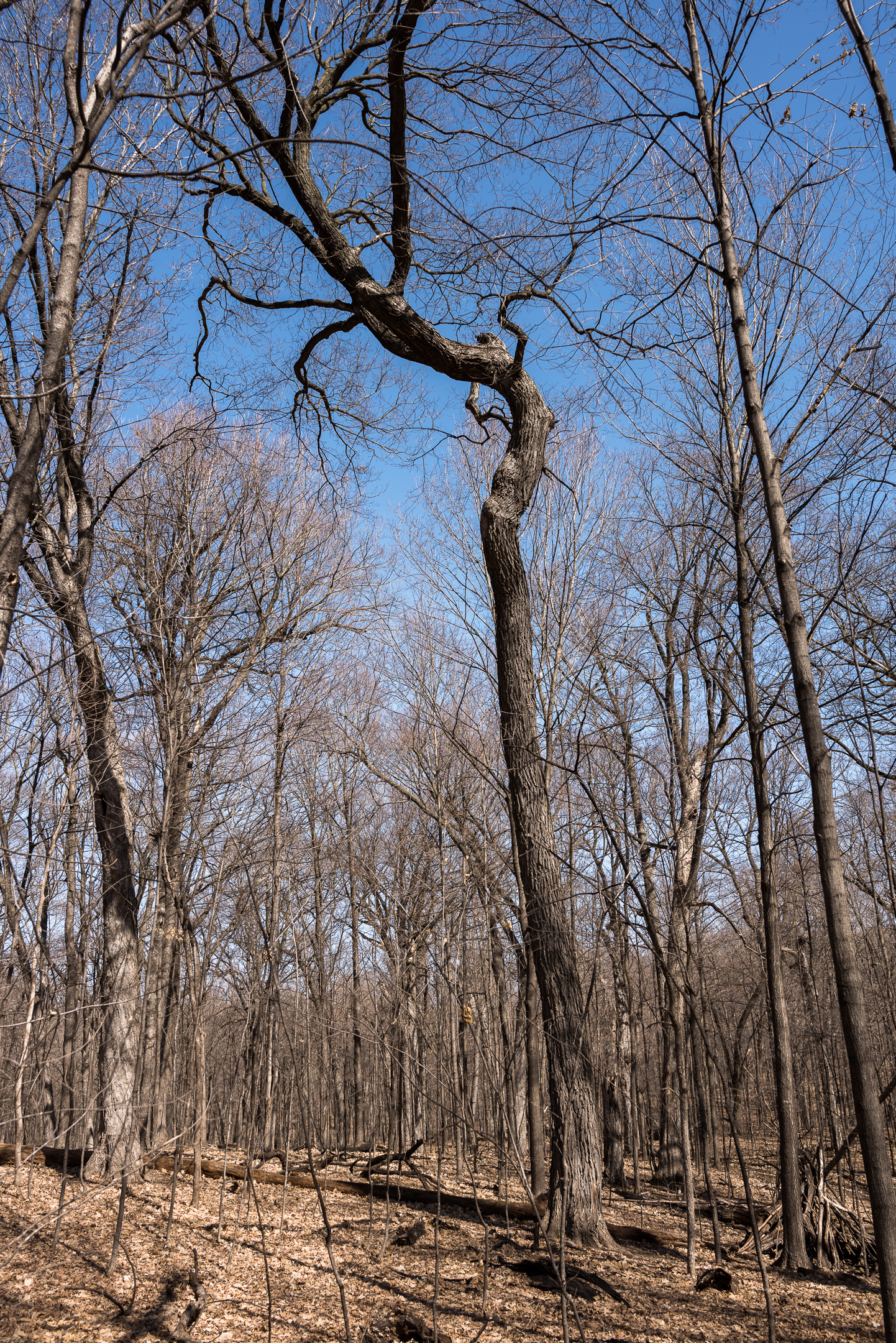 The Biggest Maple Tree in Minnesota