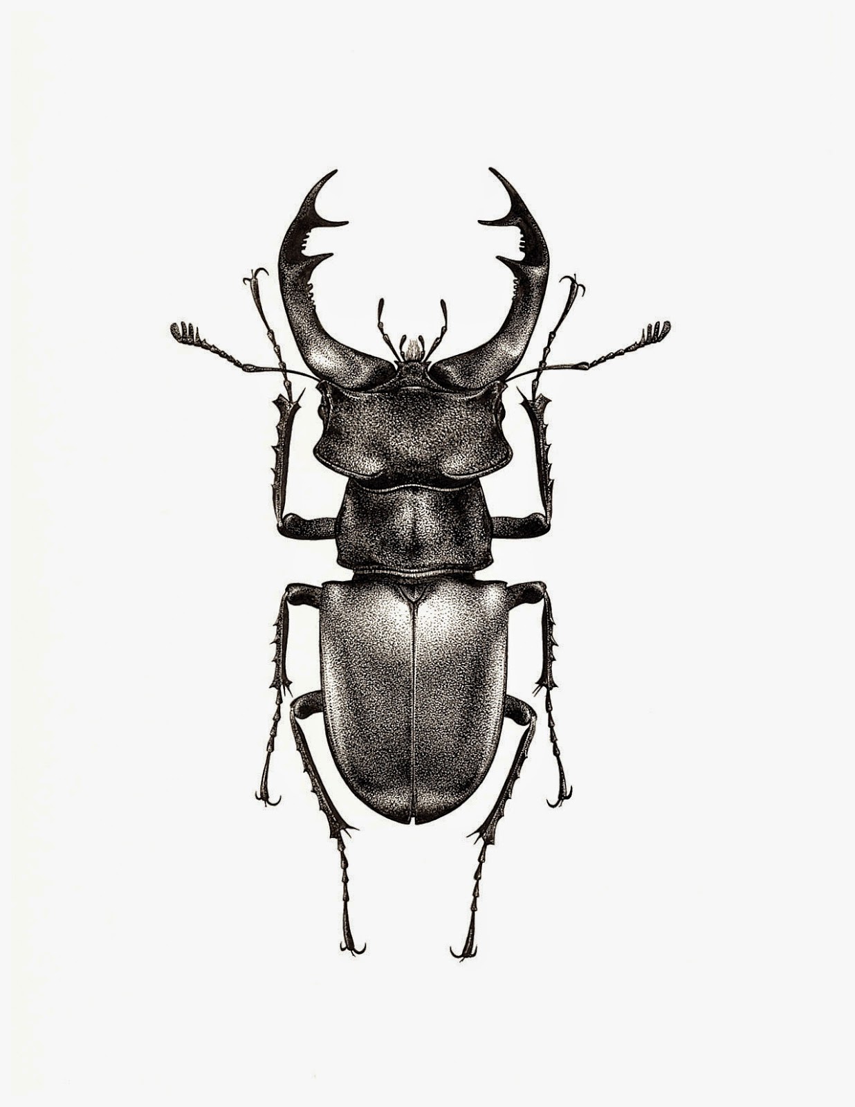 Insects of Britain: Lucanus cervus