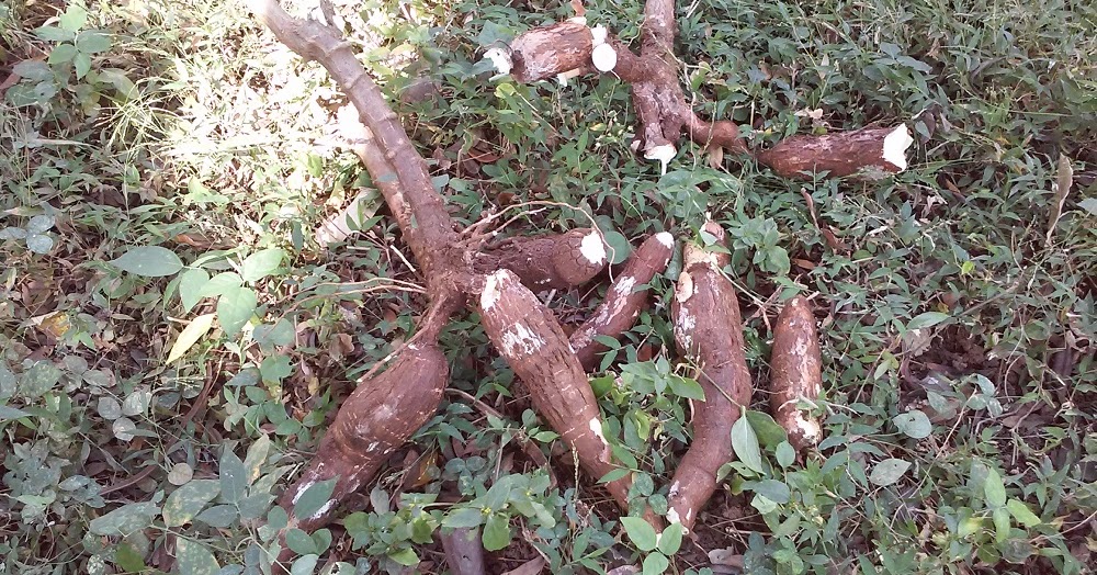 My Experiments With Farming: Tapioca cultivaton