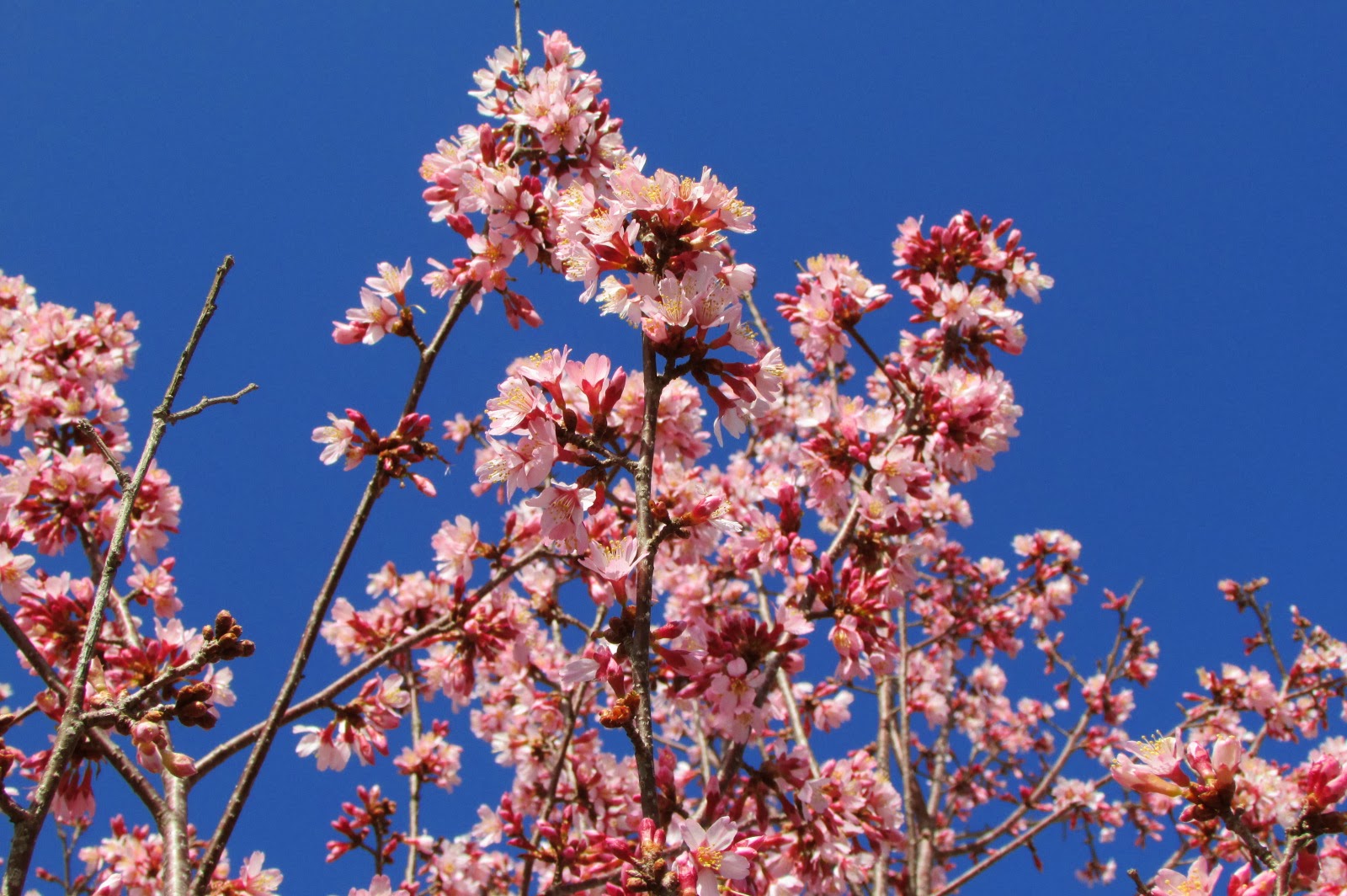 Love For His People: Spring in Charlotte - THANK GOD!