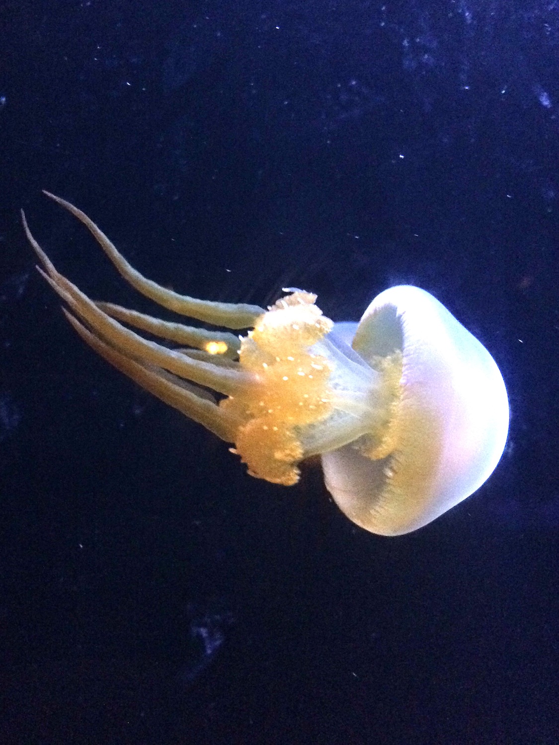 Fresh Angeles: Aquarium of the Pacific: Where The Jellies Are