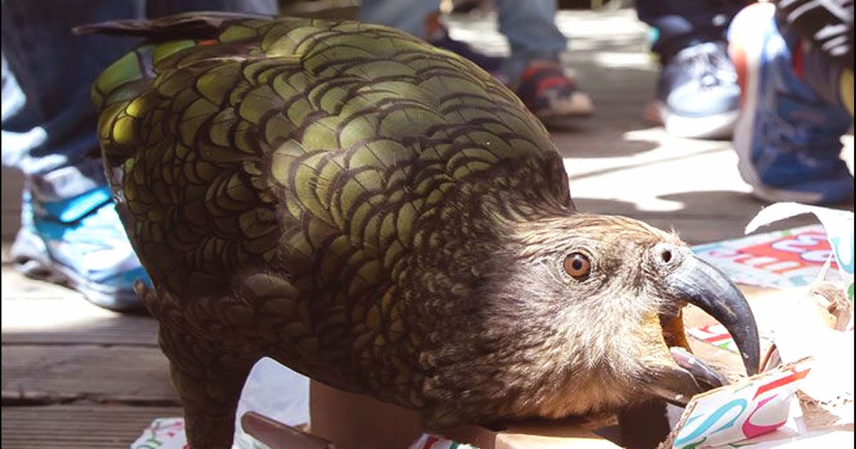 Buckles Blog: FEATHERED CRITTER