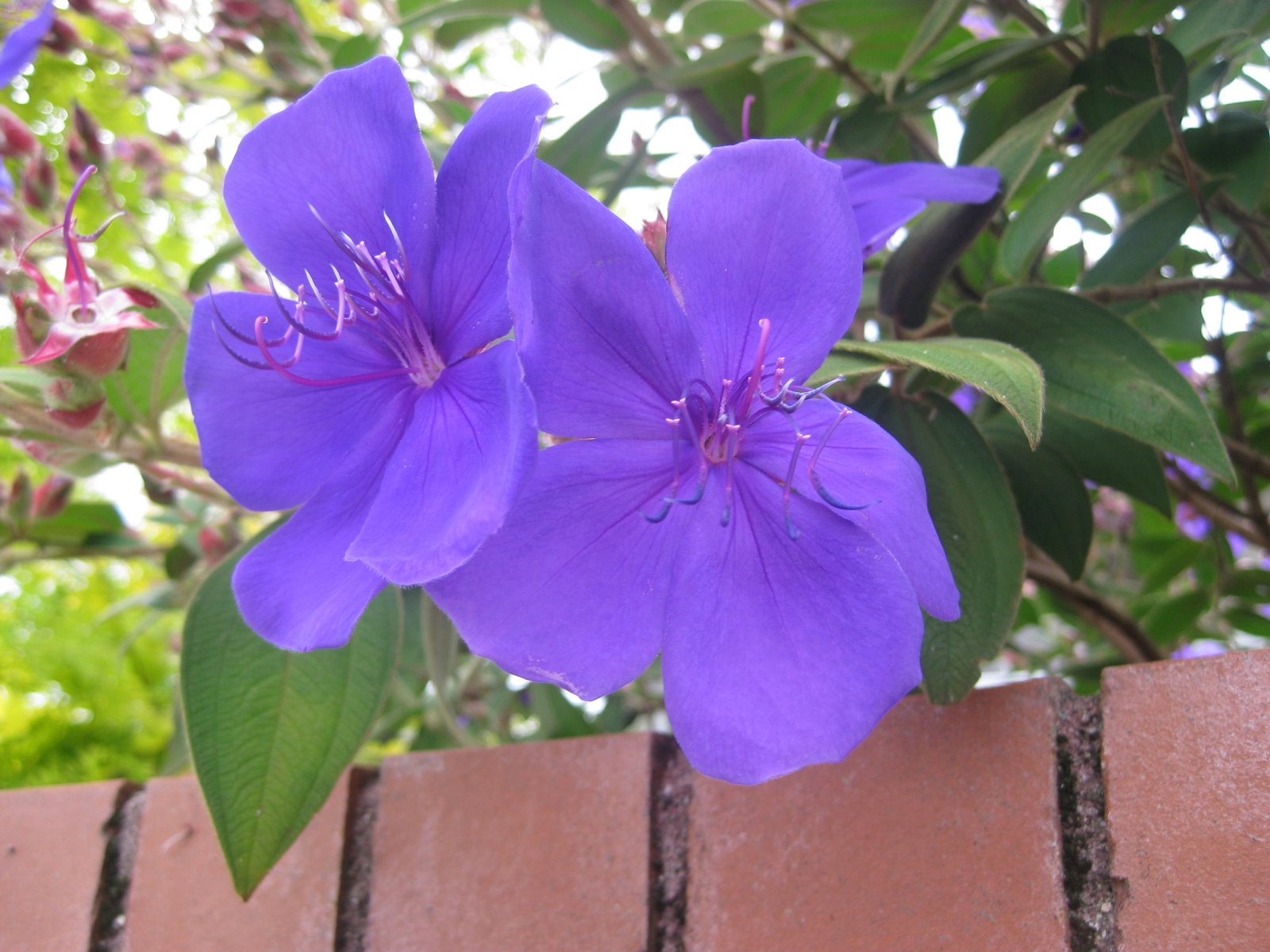 Sempiterna Me.....: Indigo, violet, feathers and flying!