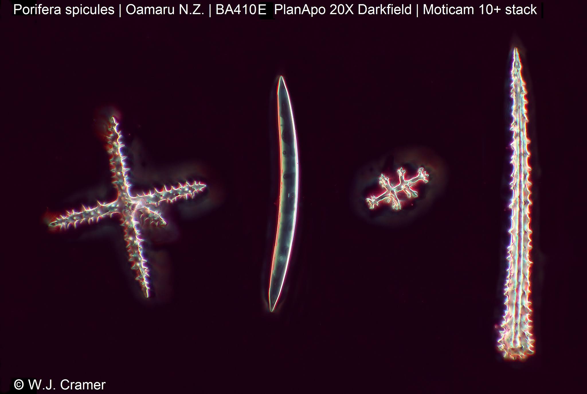 Motic Europe | Blog: Spicules bring light