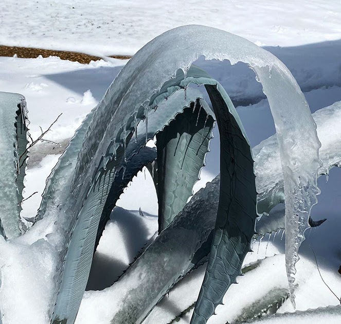 Corey Carter | Austin, Texas: Agave Ice