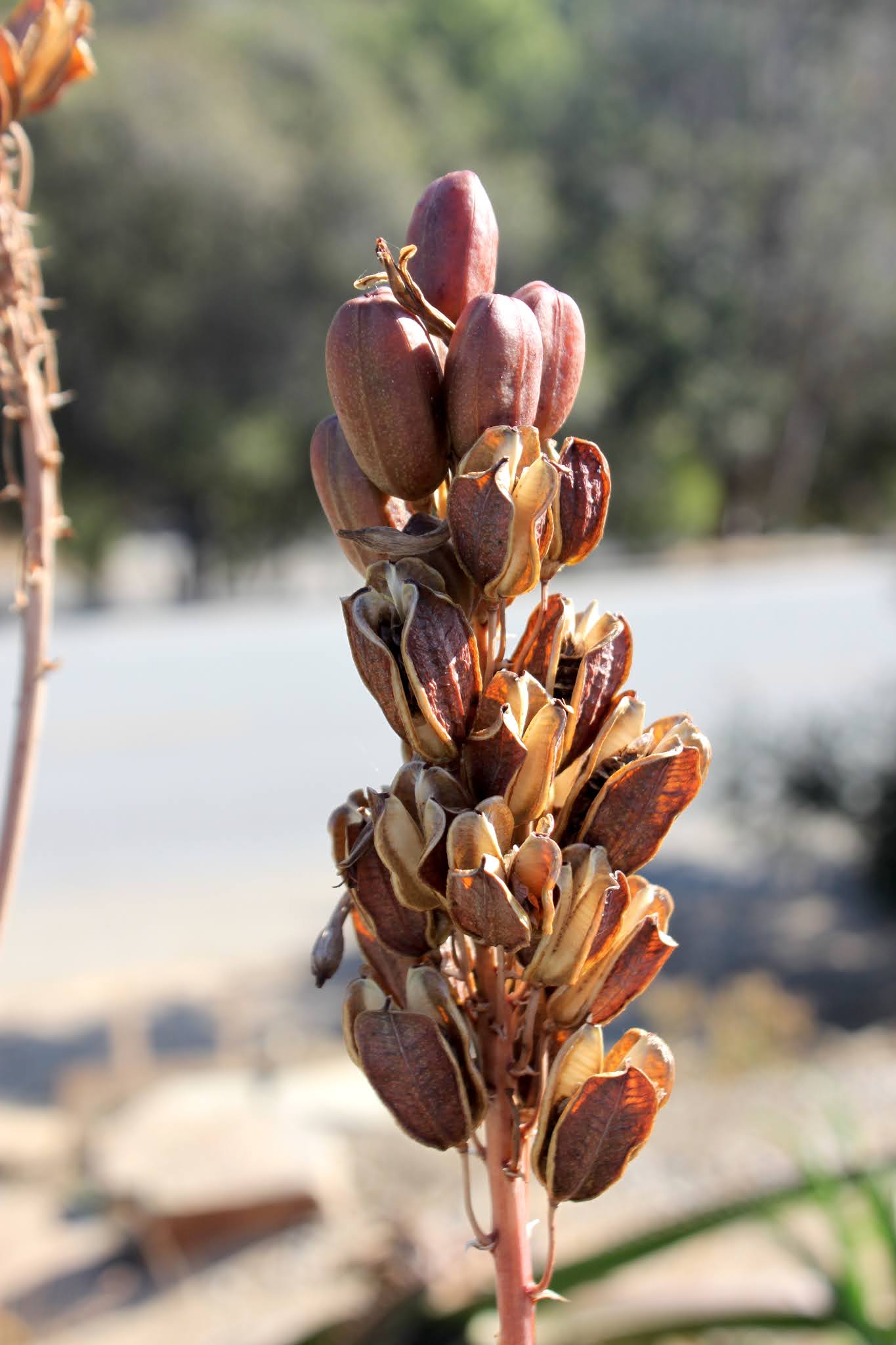 How I Grow Aloe from seed