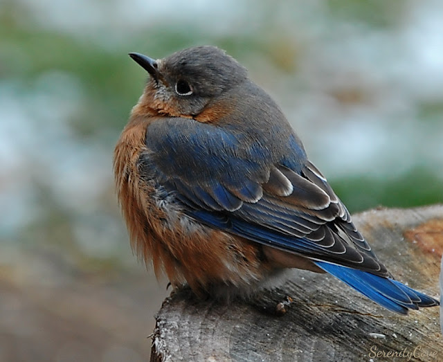 Serenity Cove: Bluebird Paradise