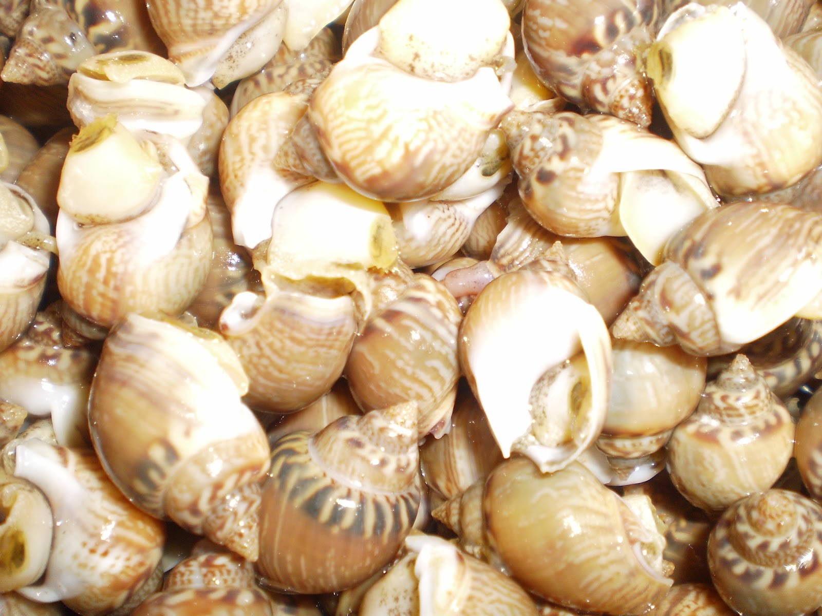 COCINA SIN TONTERIAS: Bigaros o caracolillos de mar