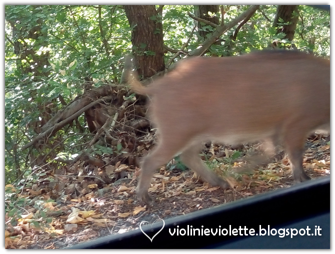 Violini e Violette: 2017