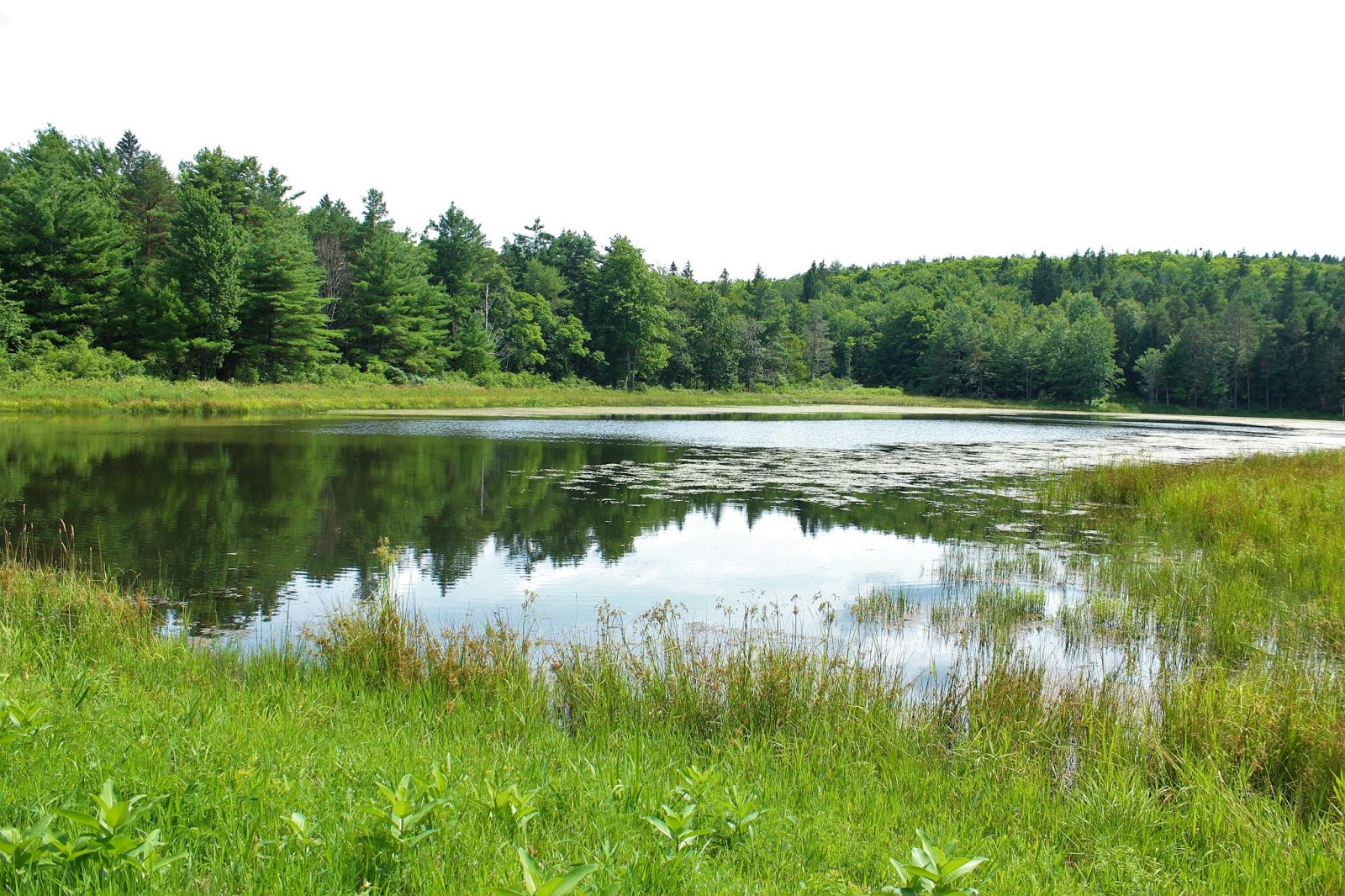 Walking Man 24 7: Partridge Run WMA(Berne-Helderbergs, Albany County)
