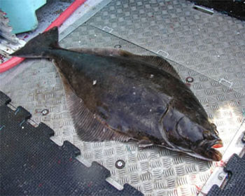 Animales que se van extinguiendo: EL FLETÁN DEL ATLÁNTICO