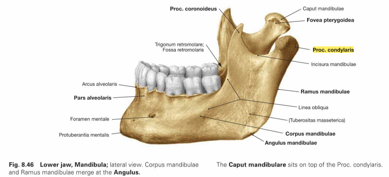 Sumber: Sobotta Vol. 3