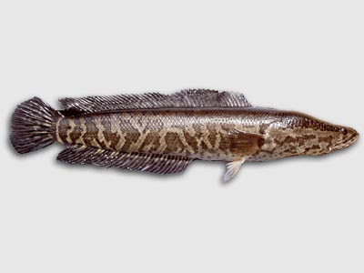 North American Freshwater Fishing: Northern Snakeheads in Pennsylvania