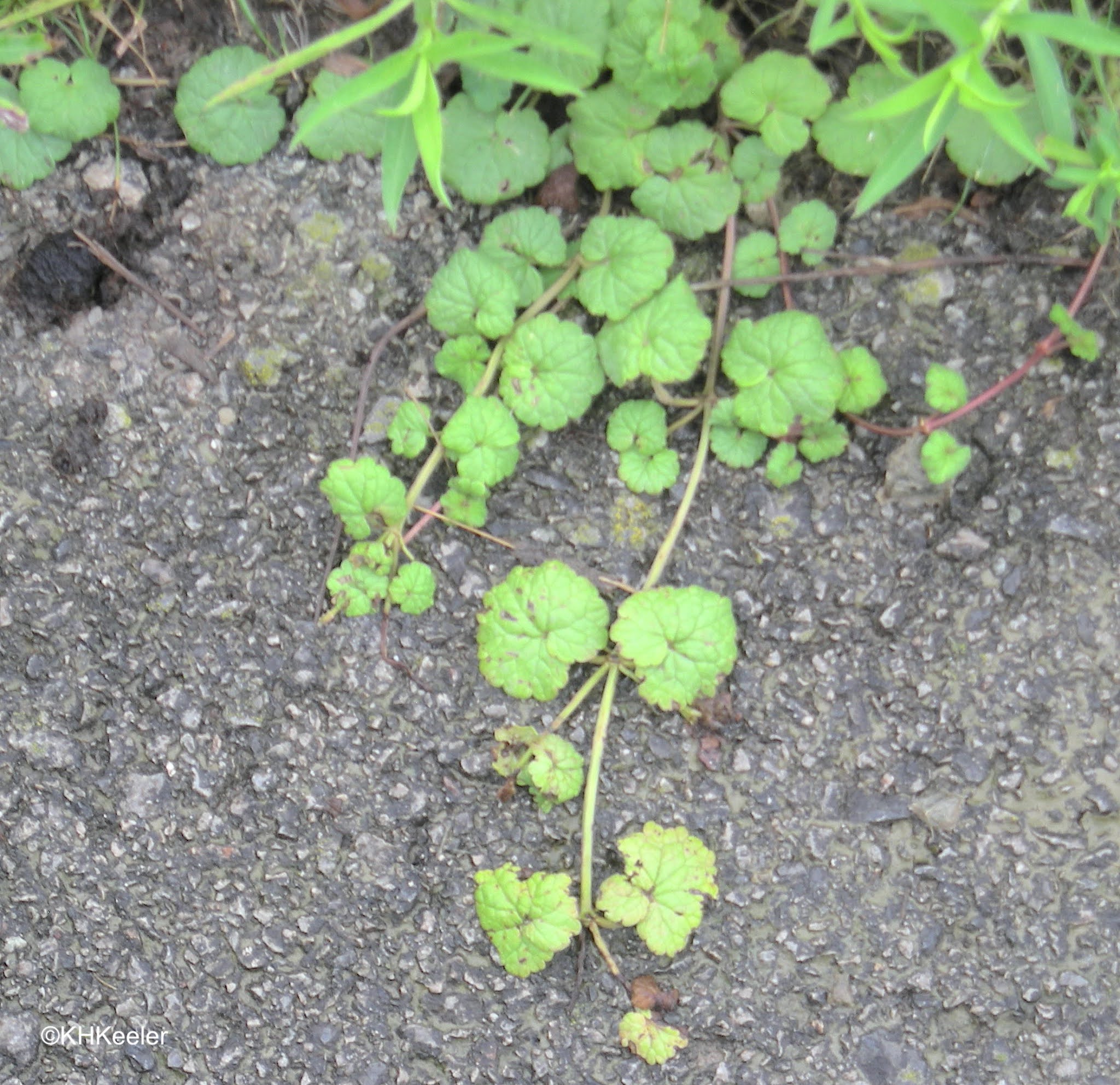 A Wandering Botanist: Plant Story--Ground Ivy, Creeping Charlie ...