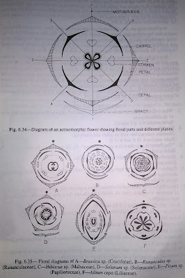 What is floral formula and floral diagram- digieduco
