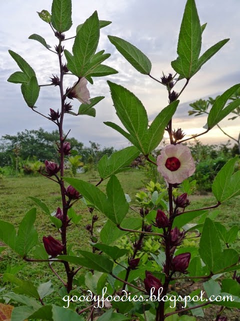 MODERN CROP PRODUCTION: ROSELLE PLANT PRODUCTION