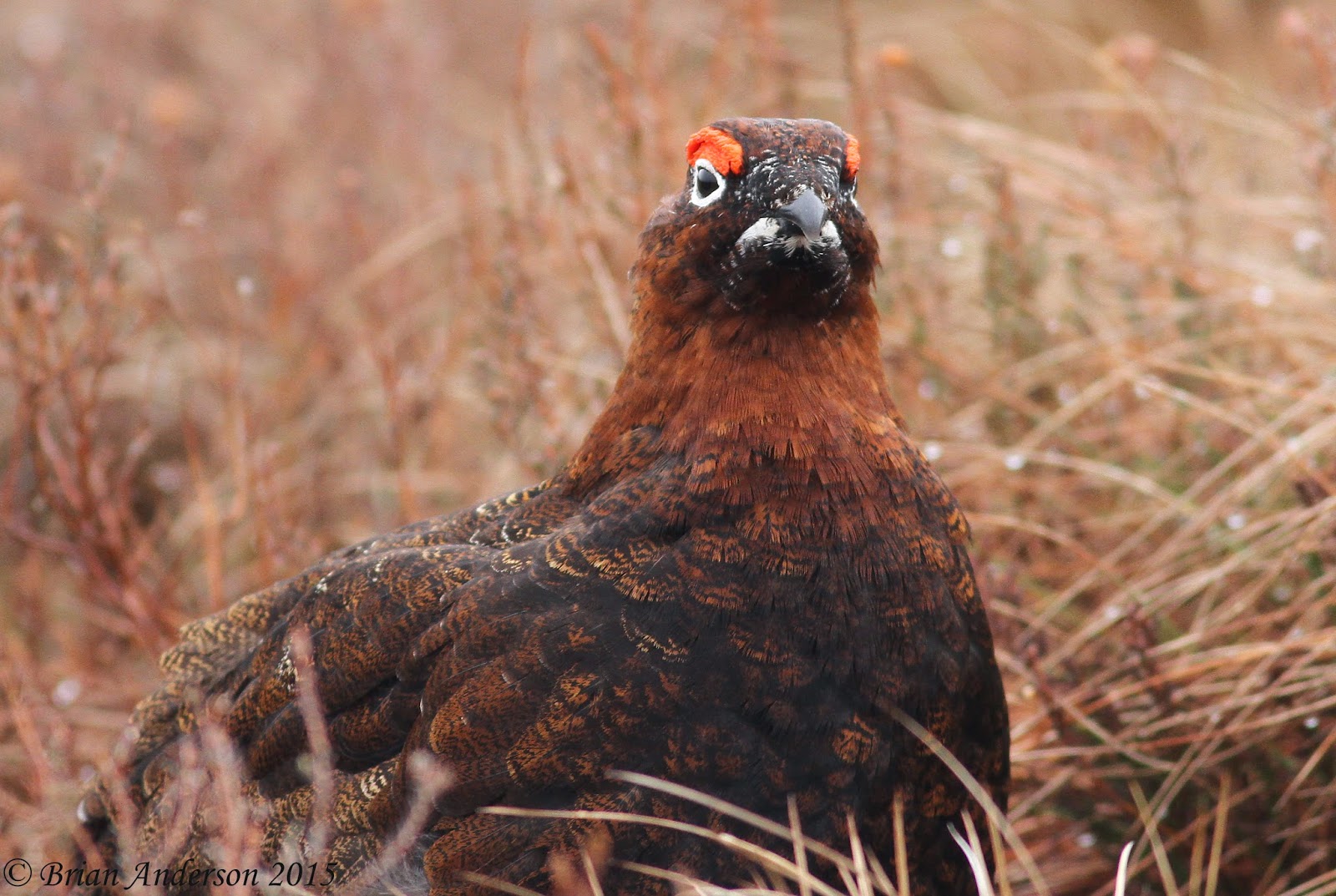 Brian's birding blog: Red Grouse at Lochindorb