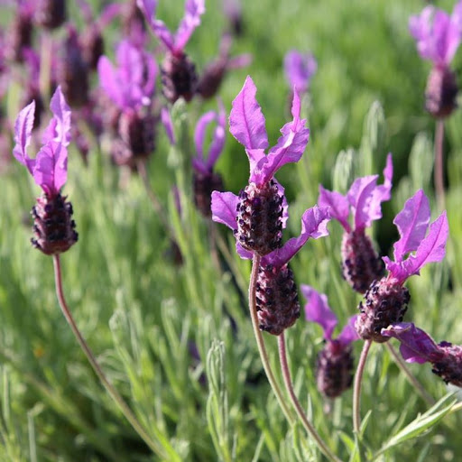 Lavanda: proprietà e significato