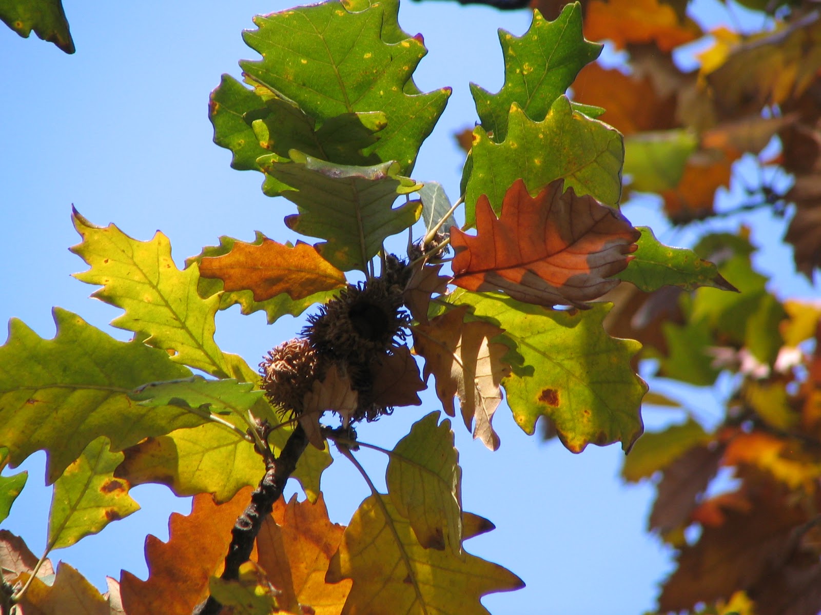 LA MULTI ANI, ROMANIA!: Frunze de stejar
