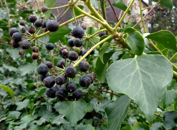 Frutos silvestres II