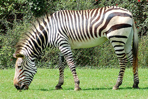 Mundo Animal: Zebra