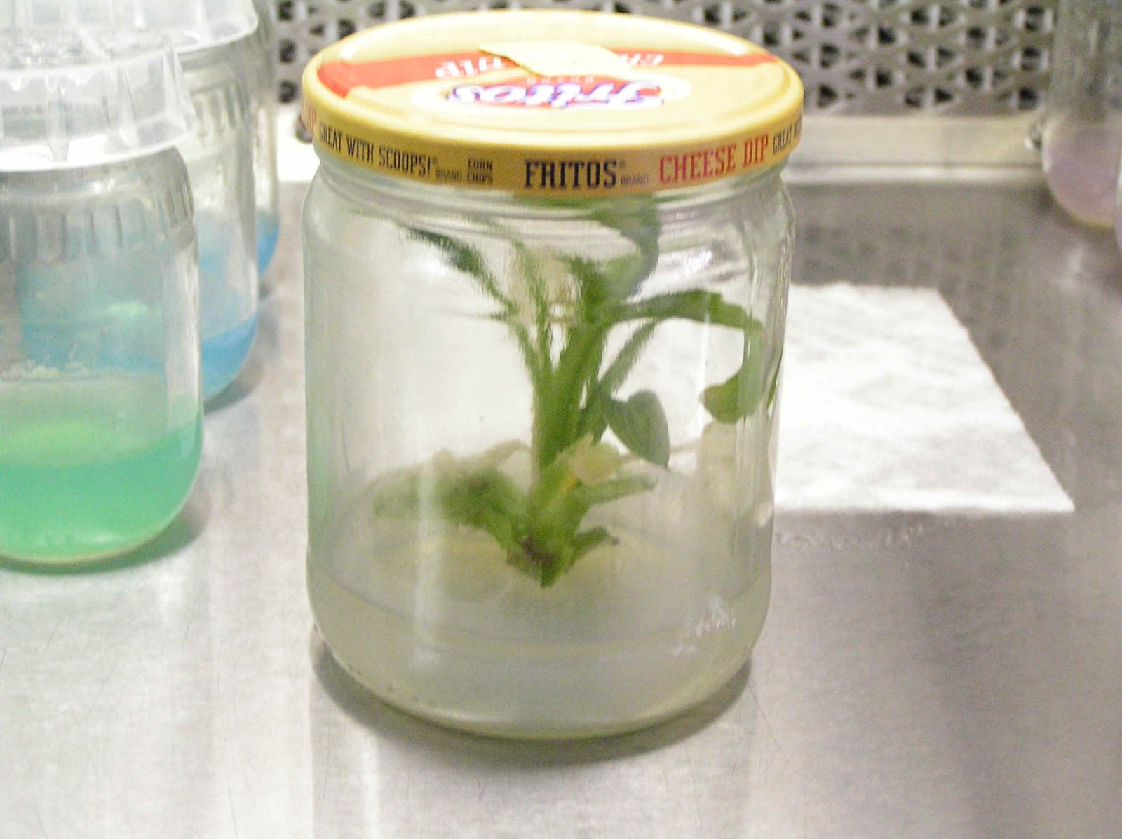 Hort 202 Reports: African Violet Tissue Culture Propagation Hort 202 Reports: African Violet Tissue Culture Propagation