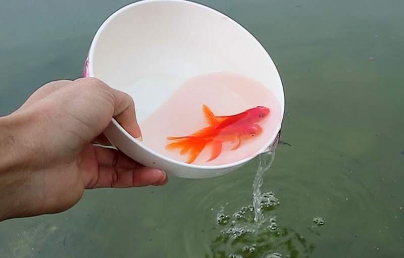 Kitchen Guardians In Vietnam