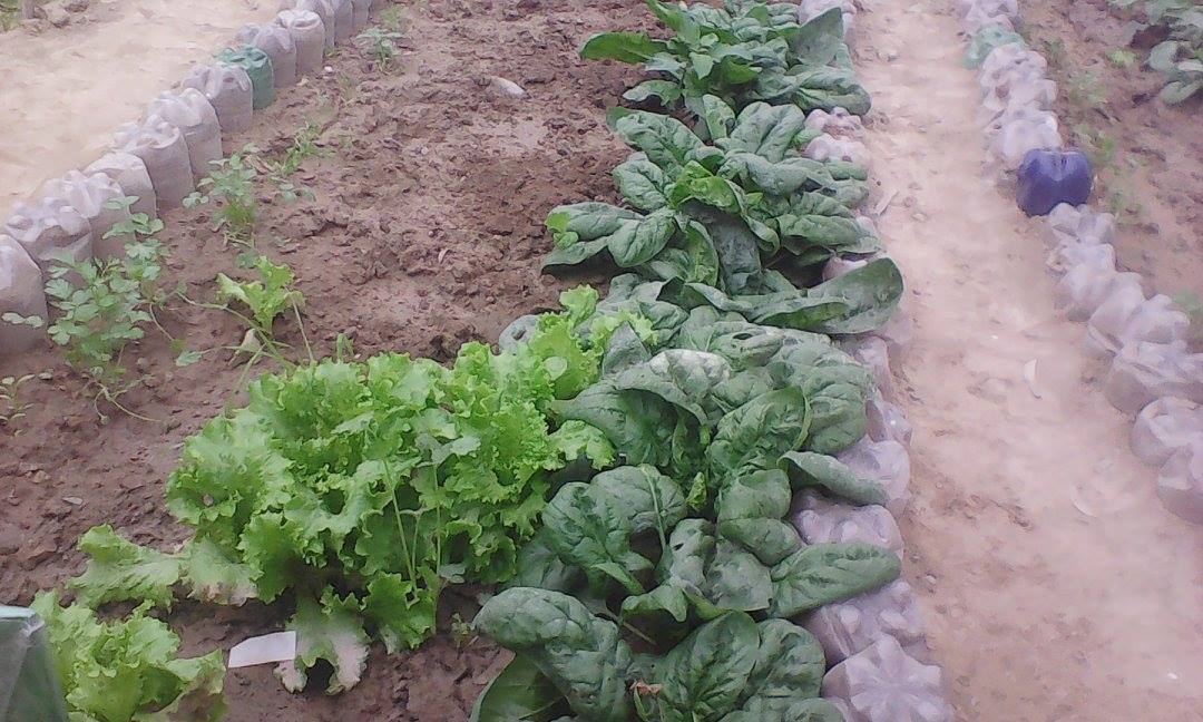 PRODUCTOS DEL PROYECTO DE BIOHUERTO ~ EL MUNDO VIRTUAL EN LA ...