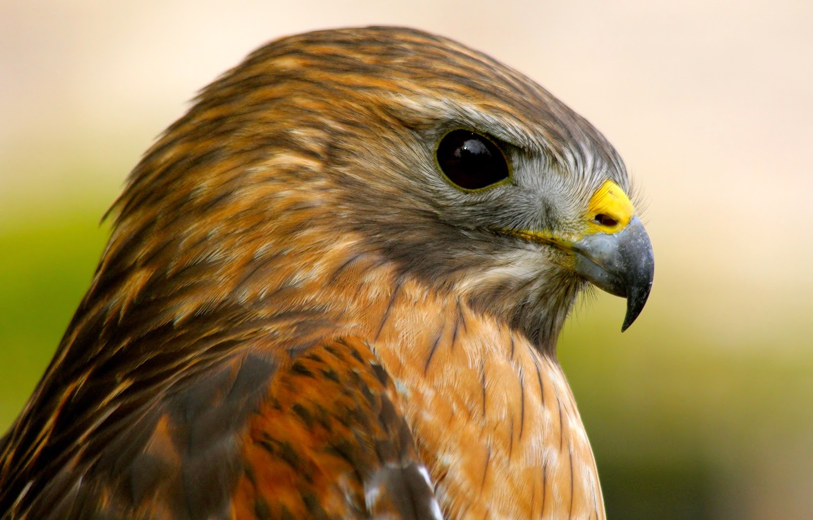 This Red-Shouldered Hawk didn't really care that my brother and I were ...