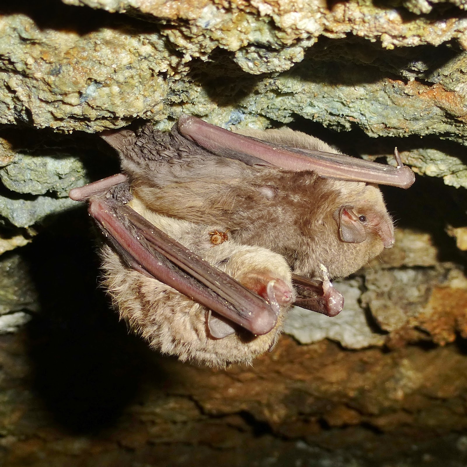 Mammals of Cyprus - Τα θηλαστικά της Κύπρου by George Konstantinou ...