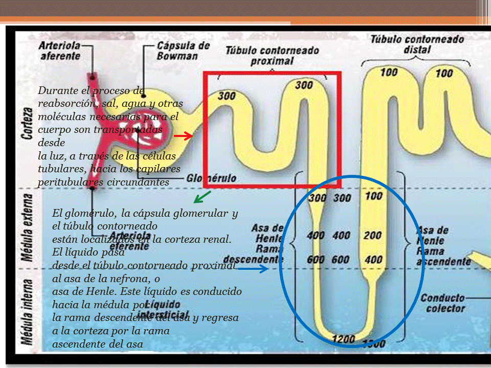 MI BLOG DE FISIOLOGIA: TUBULO CONTORNEADO PROXIMAL Y ASA DE HENLE