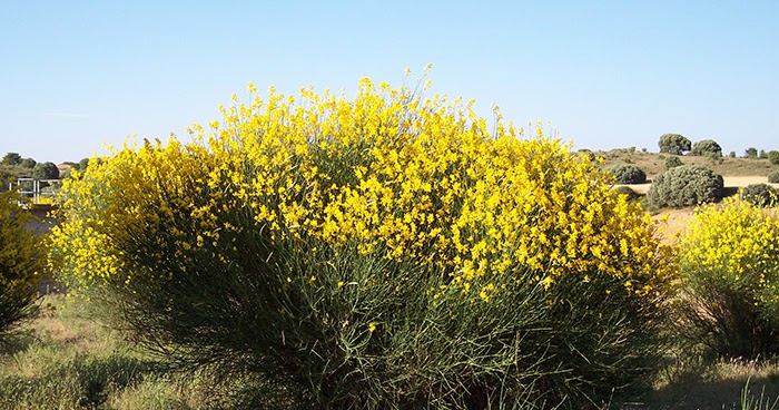 paracuellosdigitalplus: La Retama