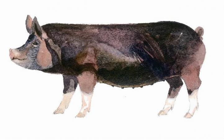 Han Picked: Celia Lewis