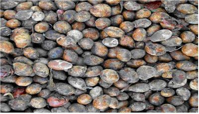 CROP SCIENCE: THE MANKETTE: MONGONGO NUT TREE (Schinziophyton rautanenii)