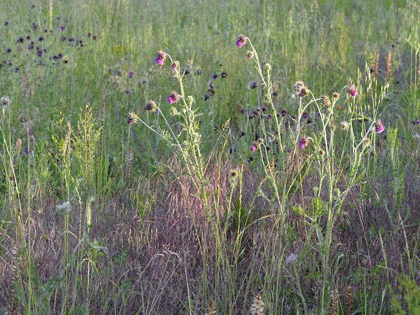 botanical walk: Musk Thistle