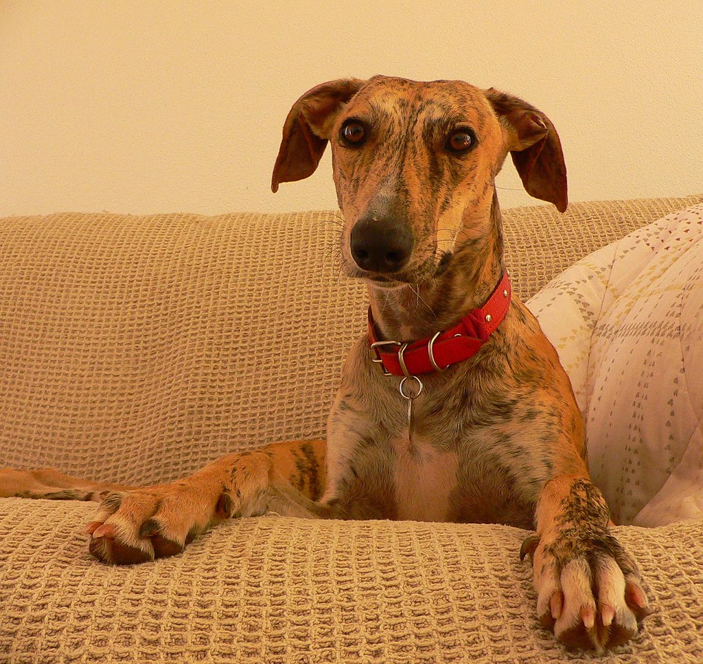 El ojo del buitre: Perros - Galgo