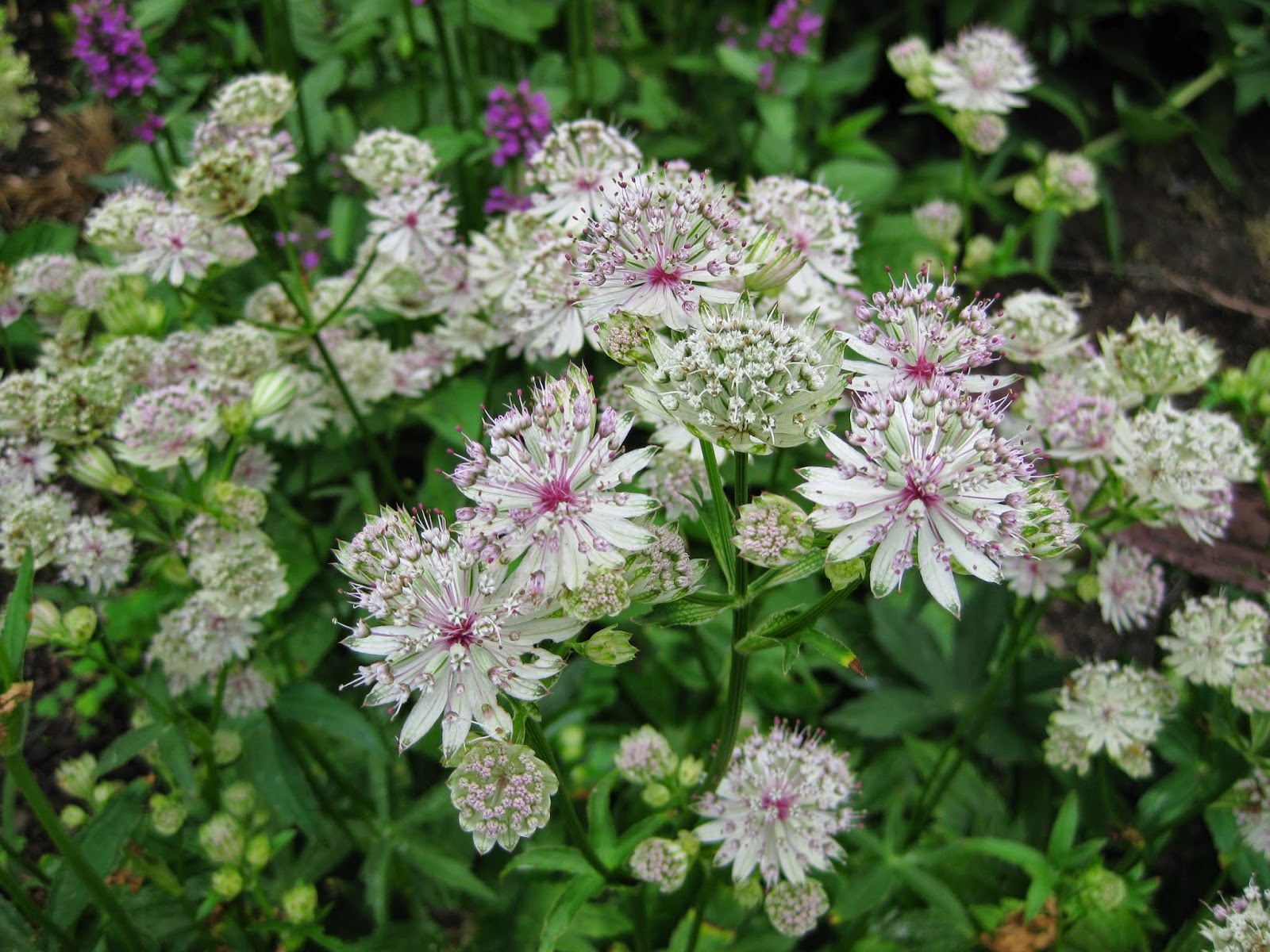 Rotary Botanical Gardens - Hort Blog: Marvelous Masterwort (Astrantia ...