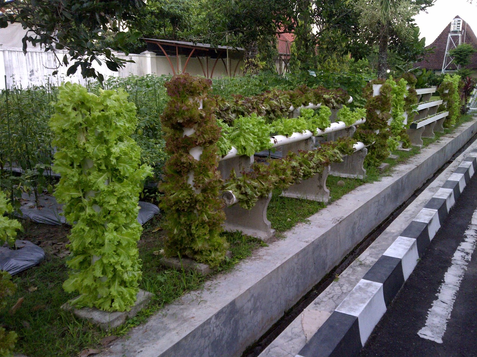 Mau bertani tapi....lahannya sempit ???? tenaaaaang.... ada vertikultur ...